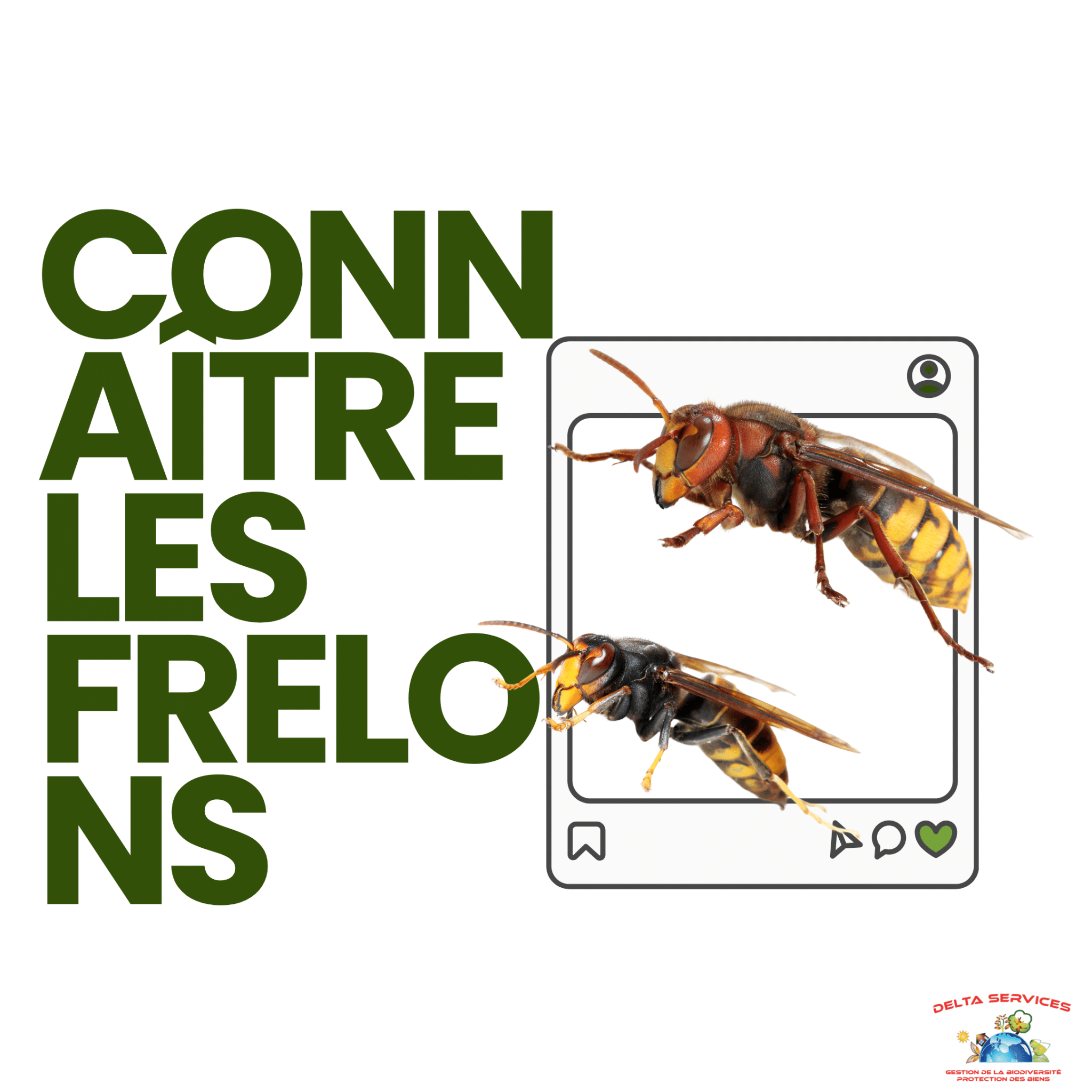 Connaître les frelons